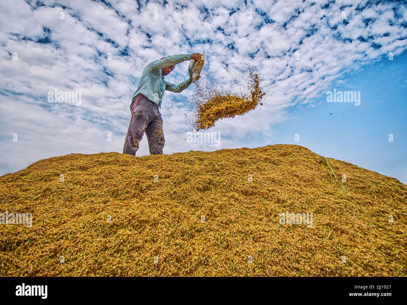 Golden yellow paddy field, farmers harvesting rice grains from field ...