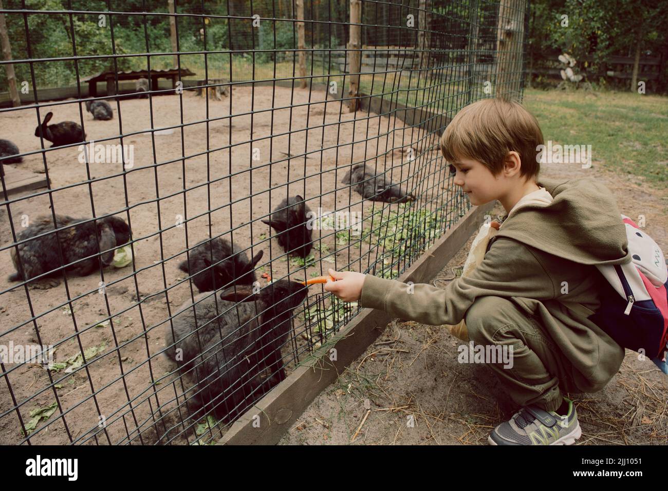 Cute boy Kid Feeding rabbits Stock Photo - Alamy