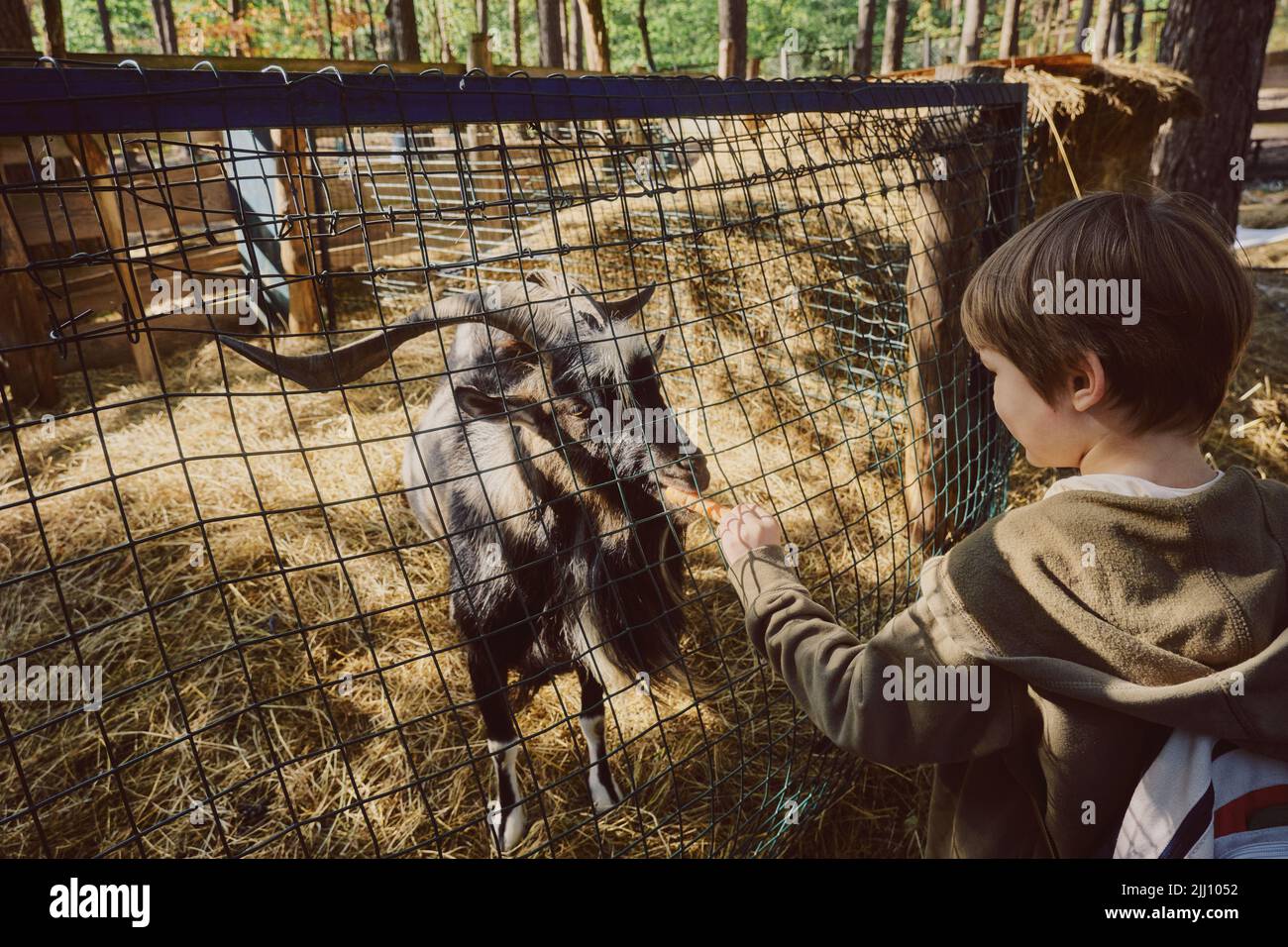 Cute boy Kid Feeding goats Stock Photo - Alamy