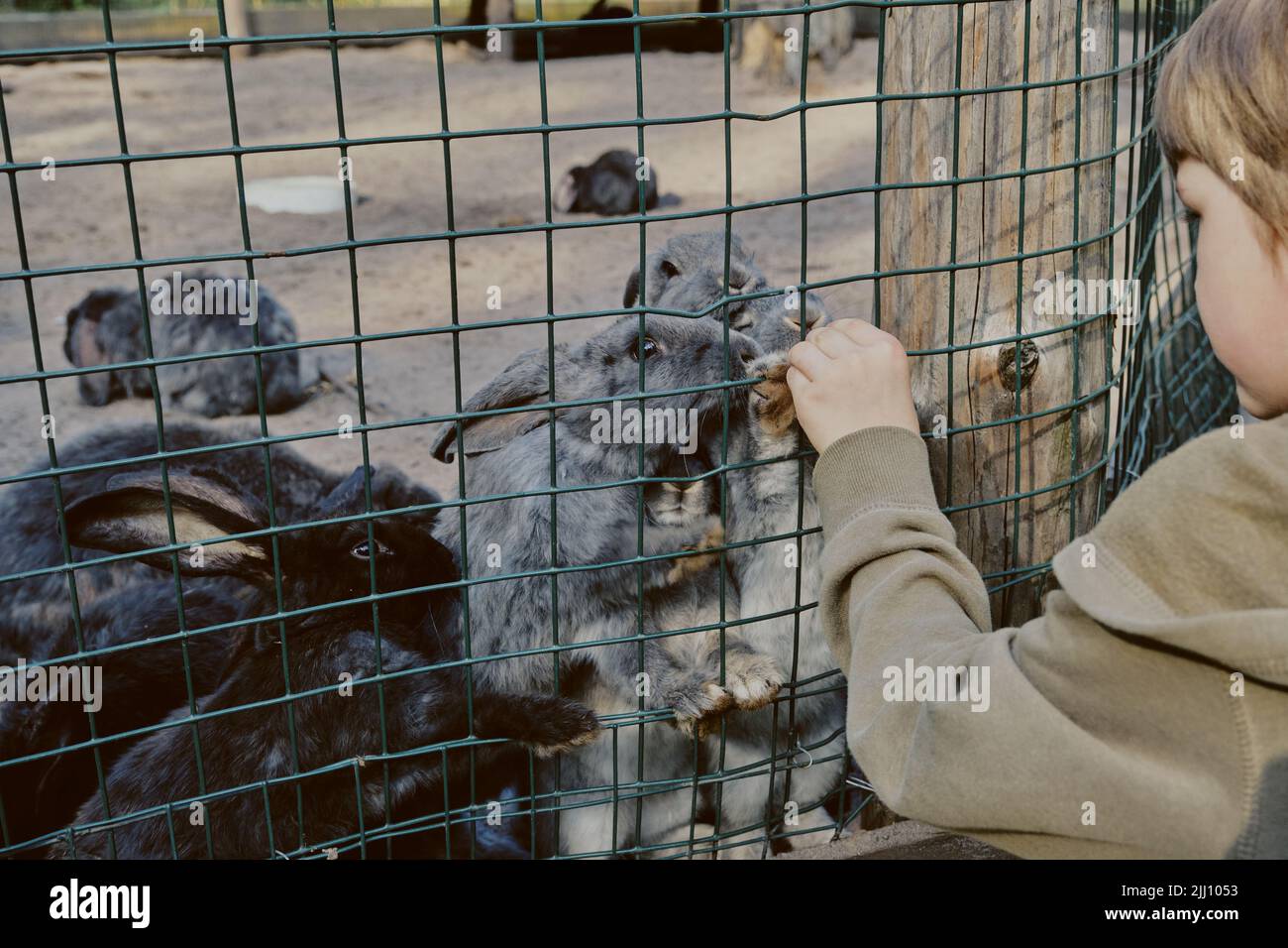Boy feeding rabbit hi-res stock photography and images - Alamy