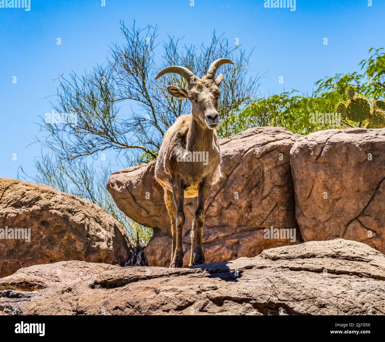 Desert Bighorn Sheep Male Ovis Canadensis nelsoni Young Male Rocks ...
