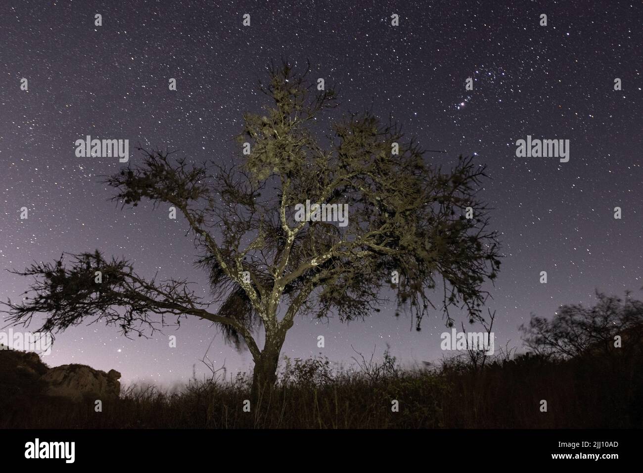 Tree under the stars of Bernal Stock Photo - Alamy