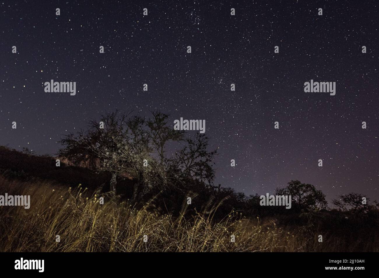 Tree under the stars of Bernal Stock Photo - Alamy