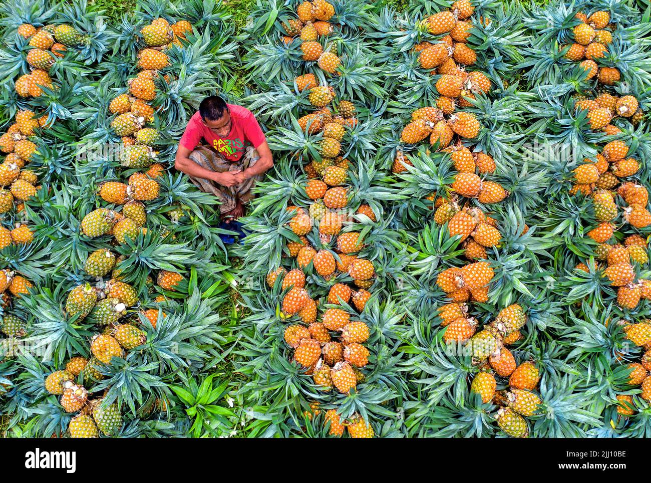 Pineapple farmers in Bangladesh riding bicycles loaded with pineapples ...