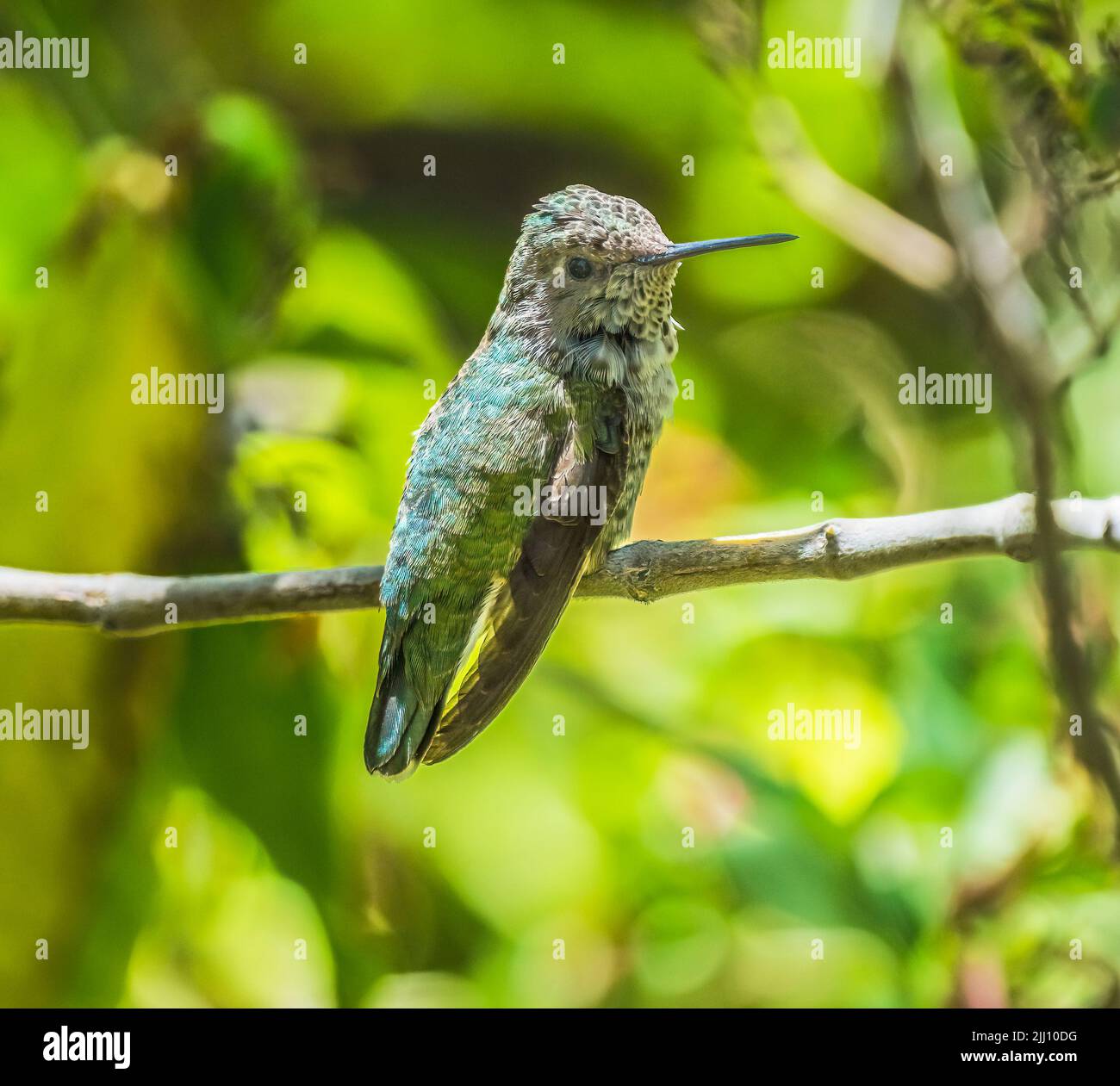 Anna's Hummingbird Female Bird Calypte Anna Sonora Desert Museum Tucson ...