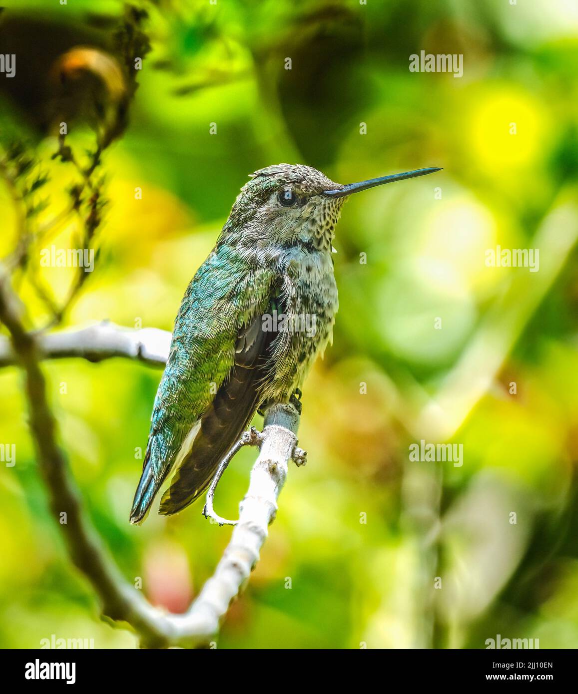 Anna's Hummingbird Female Bird Calypte Anna Sonora Desert Museum Tucson ...