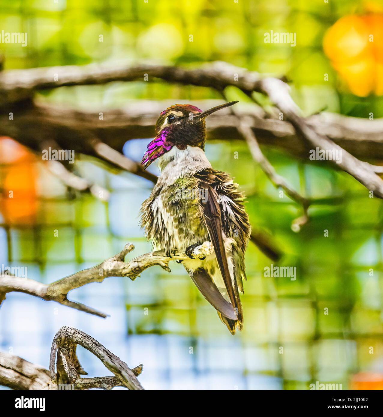 Anna's Hummingbird Male Bird Calypte Anna Sonora Desert Museum Tucson ...