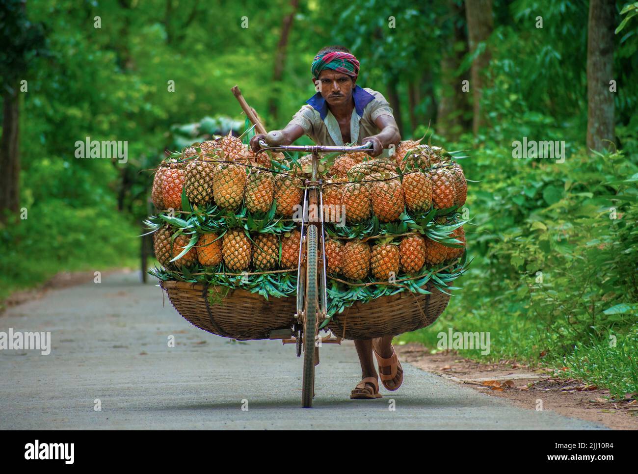 Pineapple farmers in Bangladesh riding bicycles loaded with pineapples ...