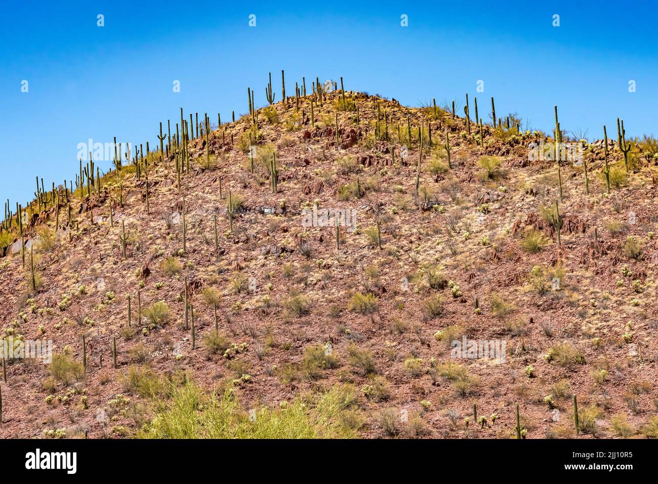 Colorful Red Mountain Saguaro Cactus Plants Blooming Sonora Museum ...