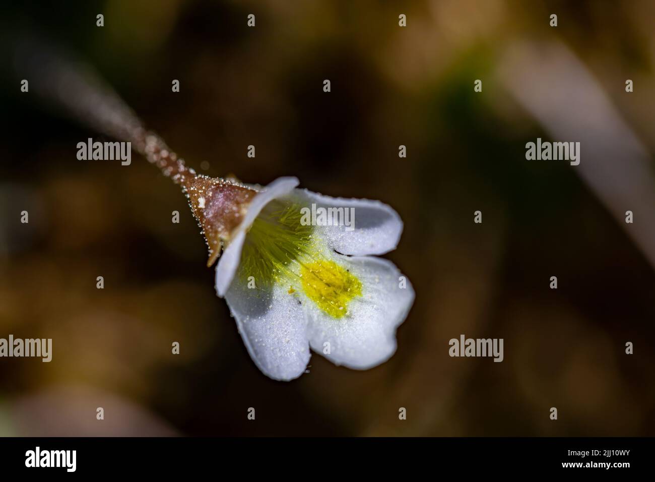 Pinguicula alpina flower growing in meadow, close up Stock Photo - Alamy