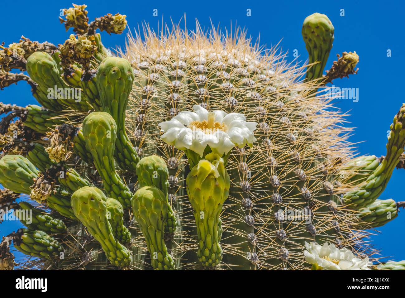Large White Flowers Sajuaro Cactus Blooming Saguaro Desert Museum ...