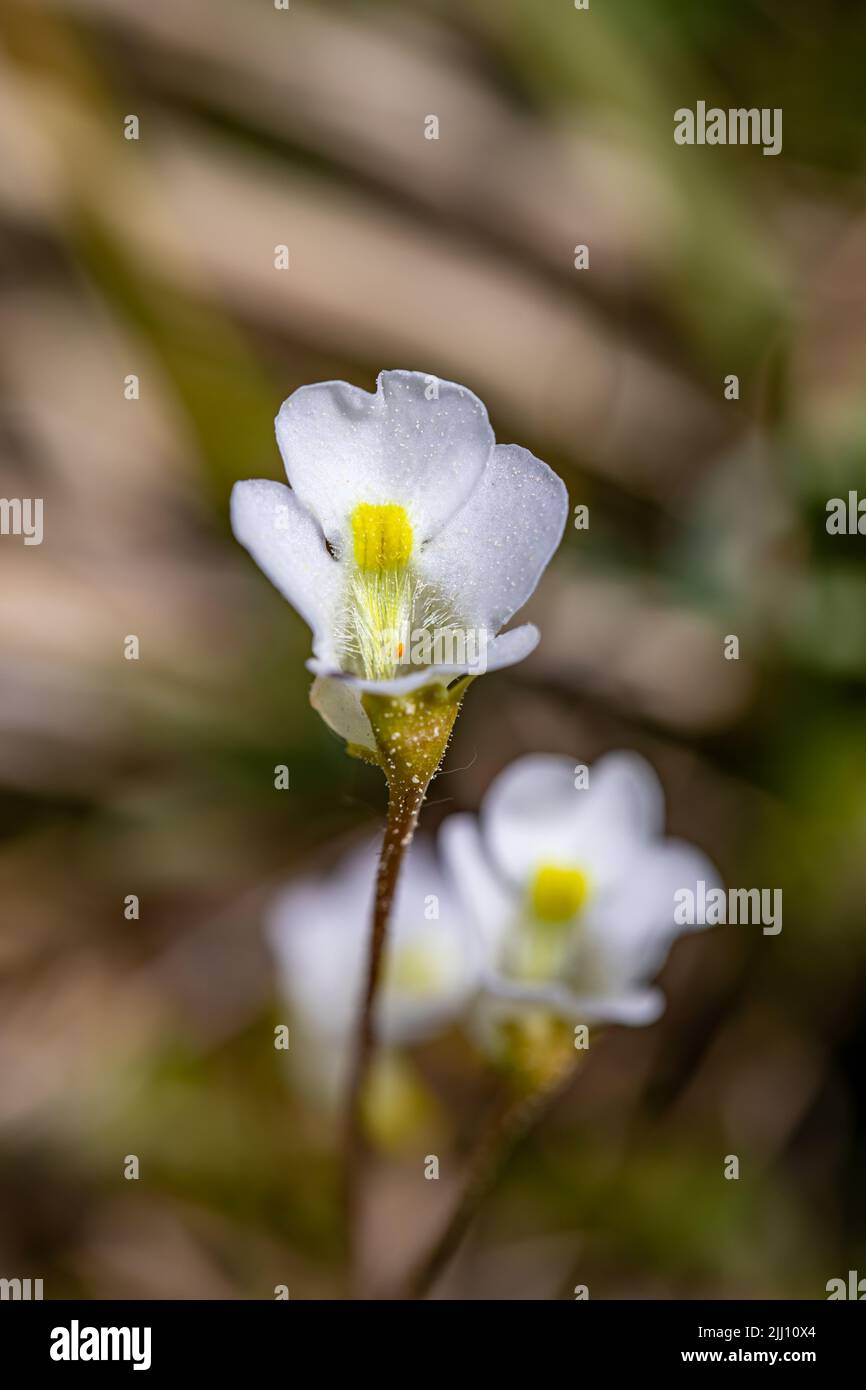 Pinguicula alpina flowers hi-res stock photography and images - Alamy