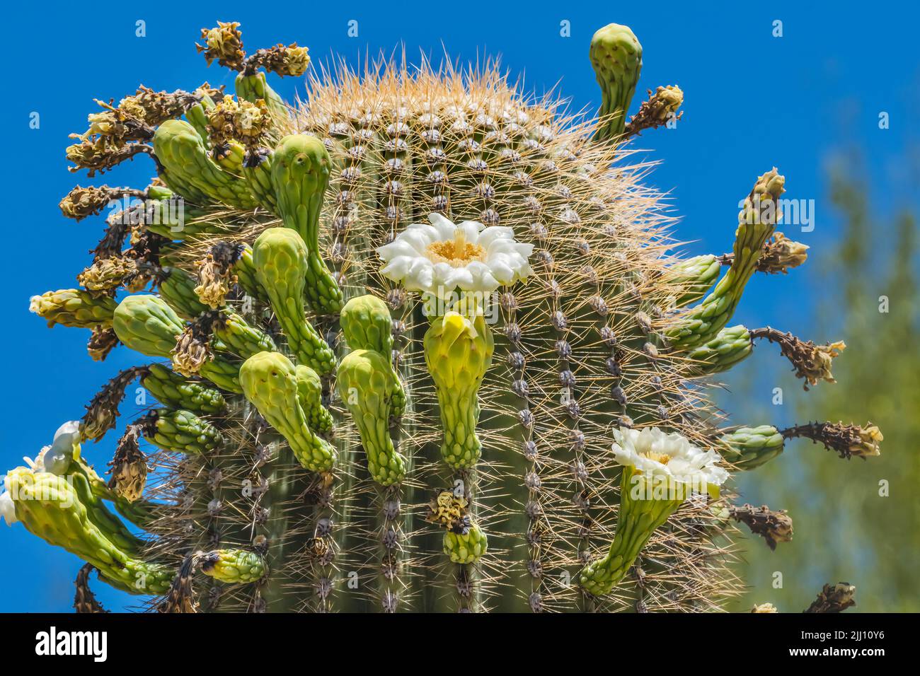Large White Flowers Sajuaro Cactus Blooming Saguaro Desert Museum ...