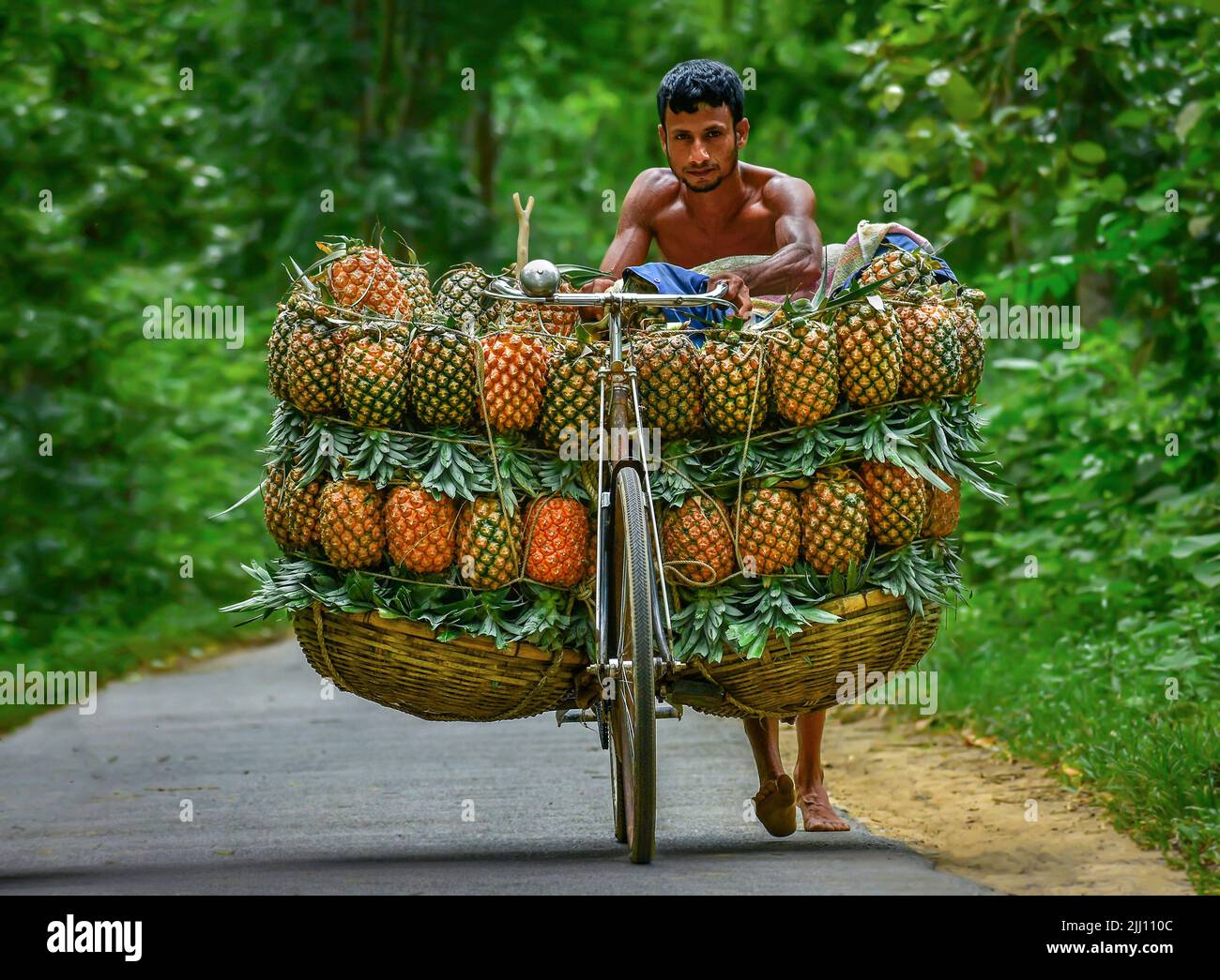 Pineapple farming bangladesh hi-res stock photography and images - Alamy