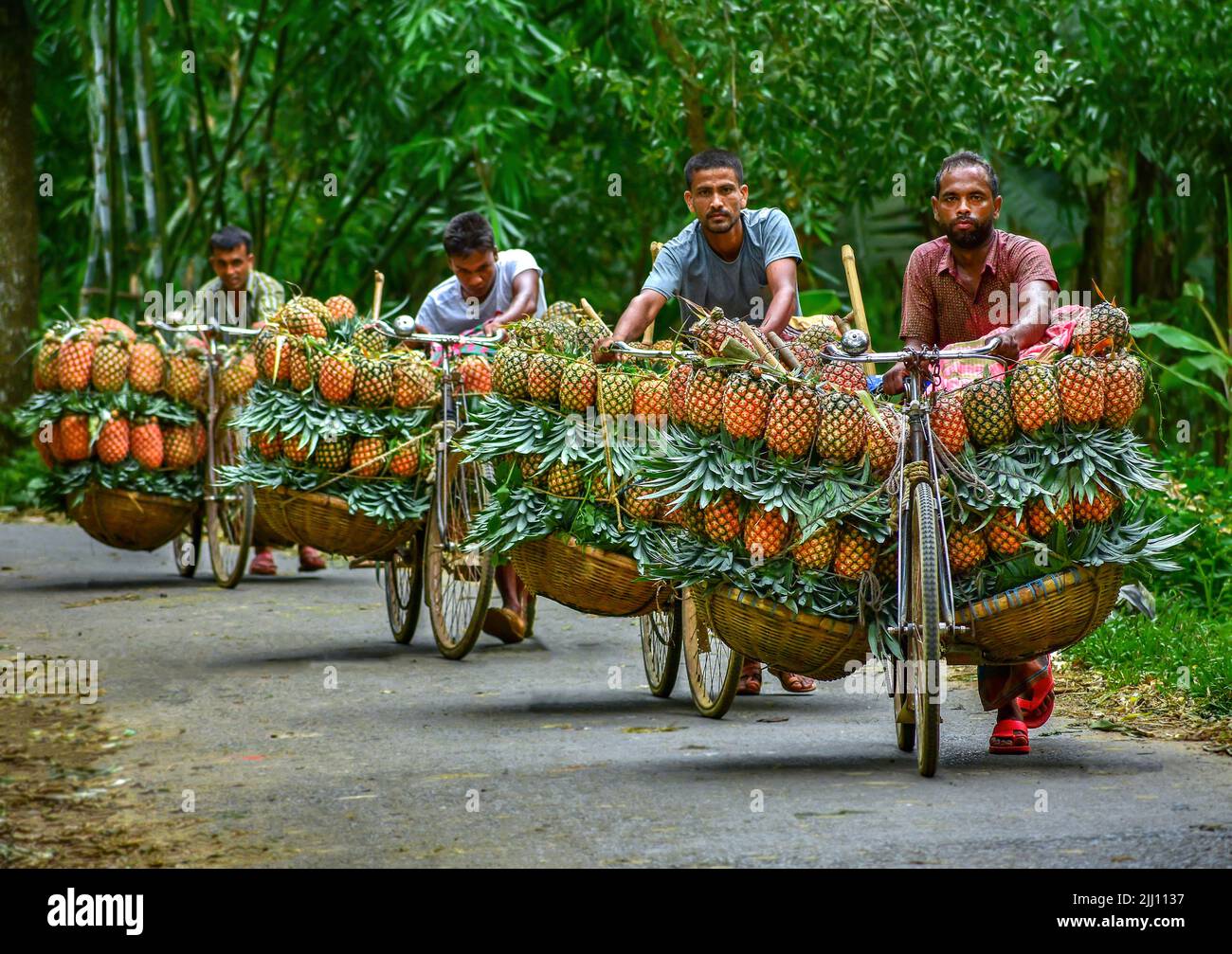 Pineapple farmers in Bangladesh riding bicycles loaded with pineapples ...