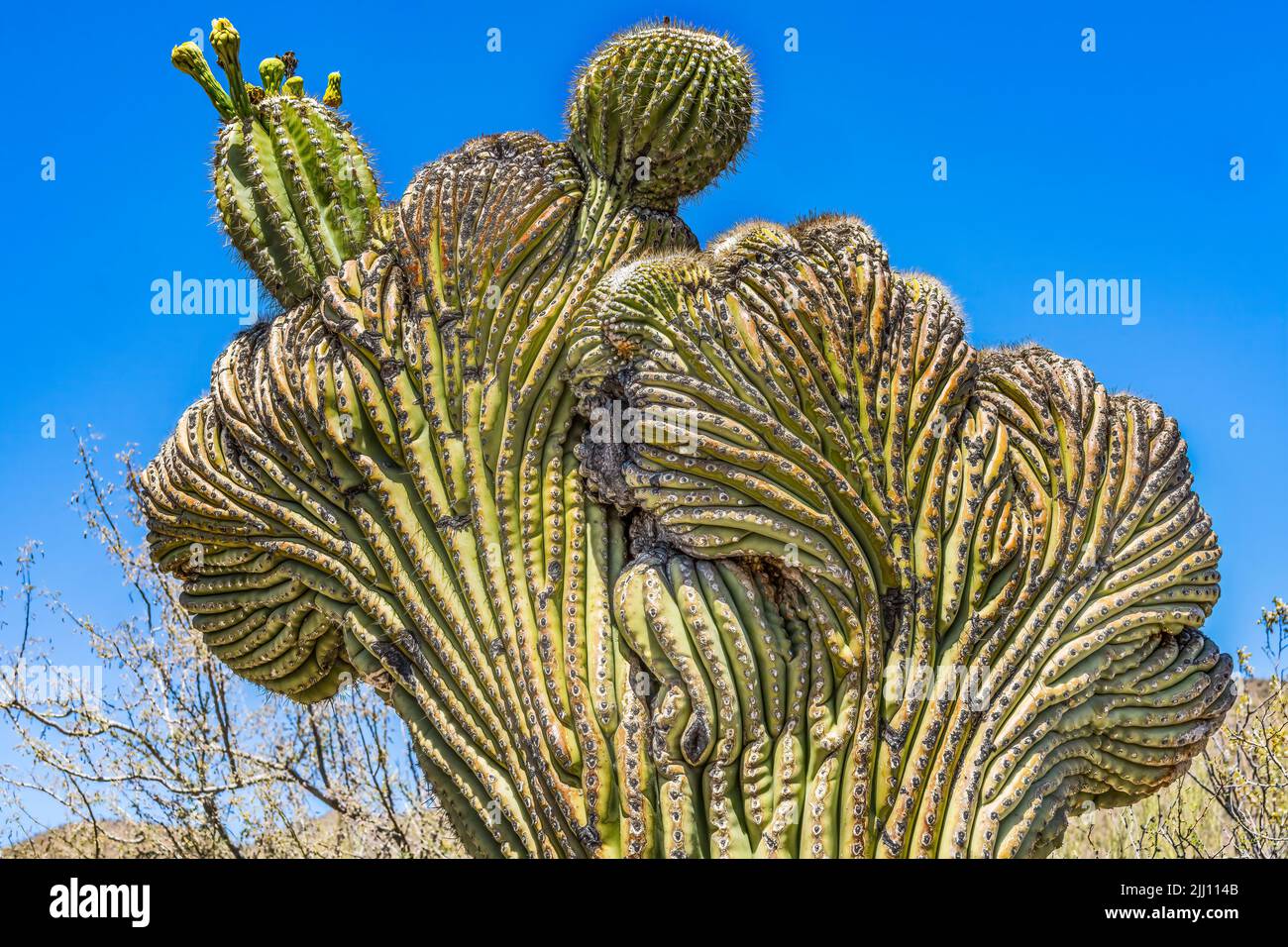 Cristate Crested Sajuaro Cactus Sonora Desert Museum Tucson Arizona ...