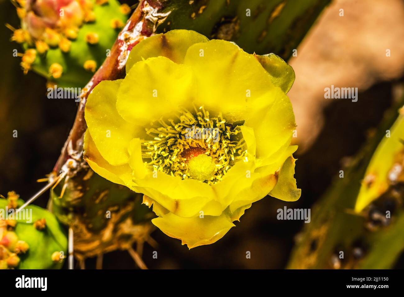 Yellow Blossom Plains Prickly Pear Cactus Blooming Macro Opuntia ...