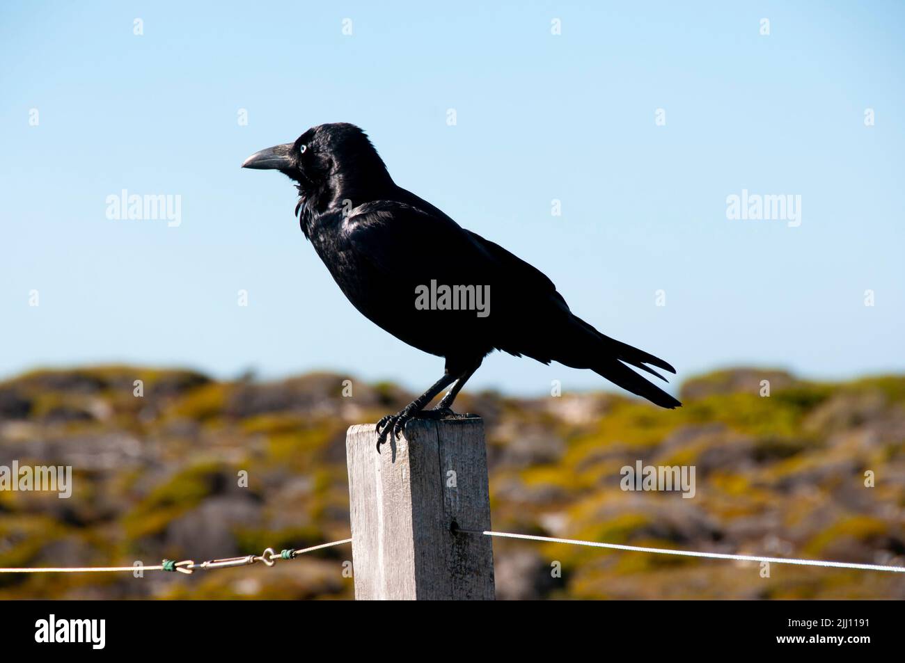 Raven bush hi-res stock photography and images - Alamy