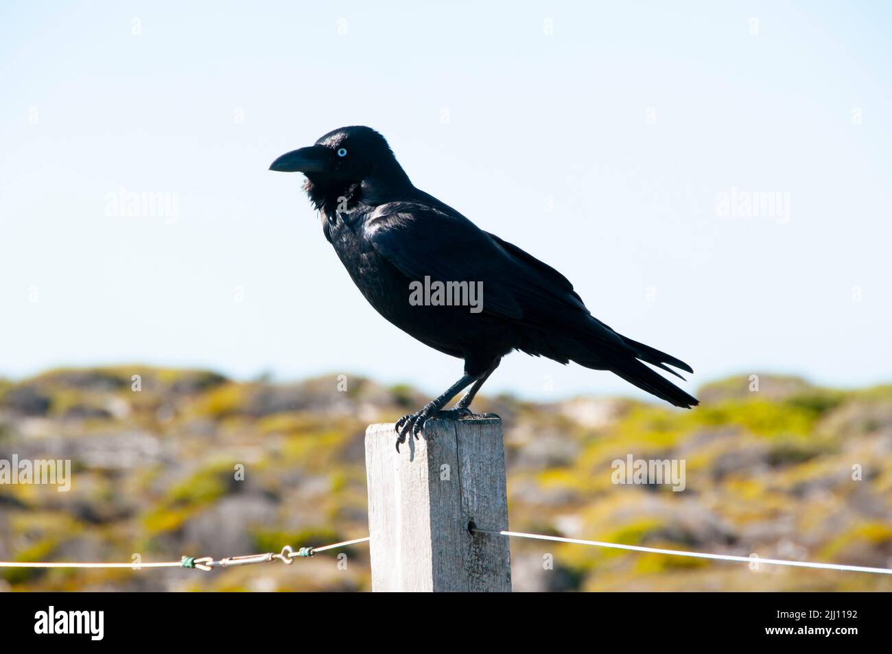 Australian Raven in the Park Stock Photo - Alamy