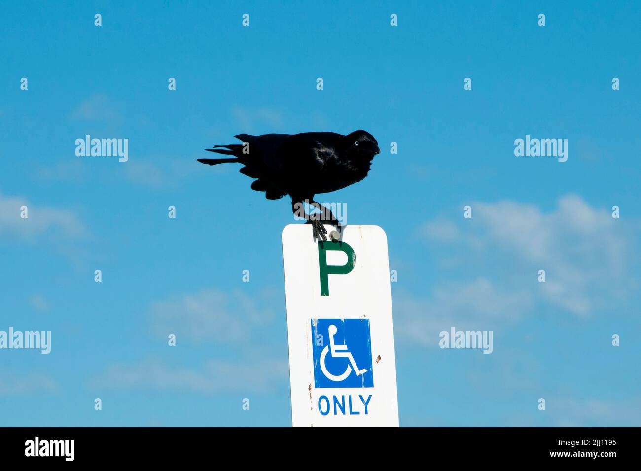 Raven bush hi-res stock photography and images - Alamy