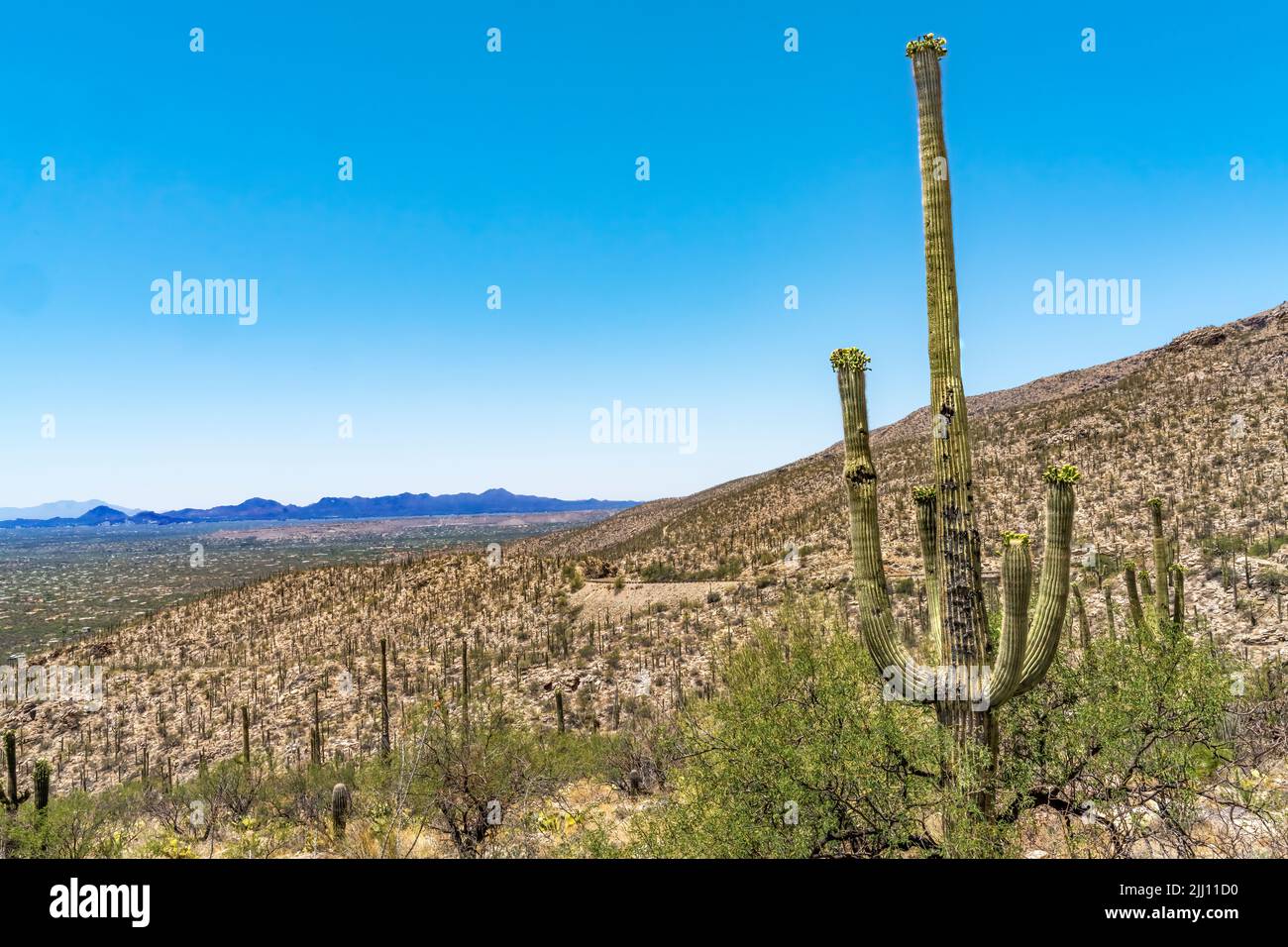 Mount Lemon View Saguaro Cactus Plants Blooming Houses Suburbs Desert ...