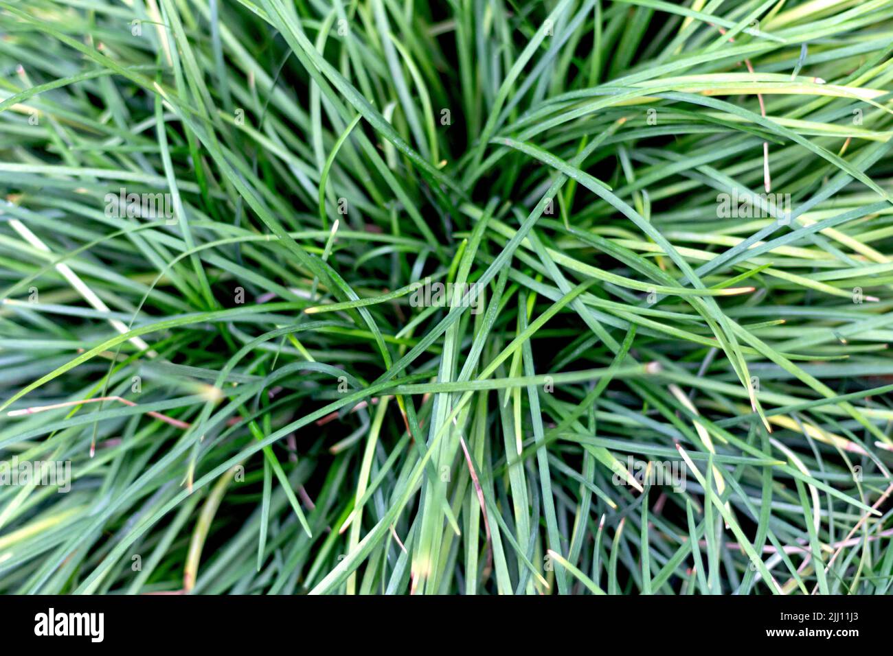 top view green grass in natural conditions, selective focus. Blades of ...