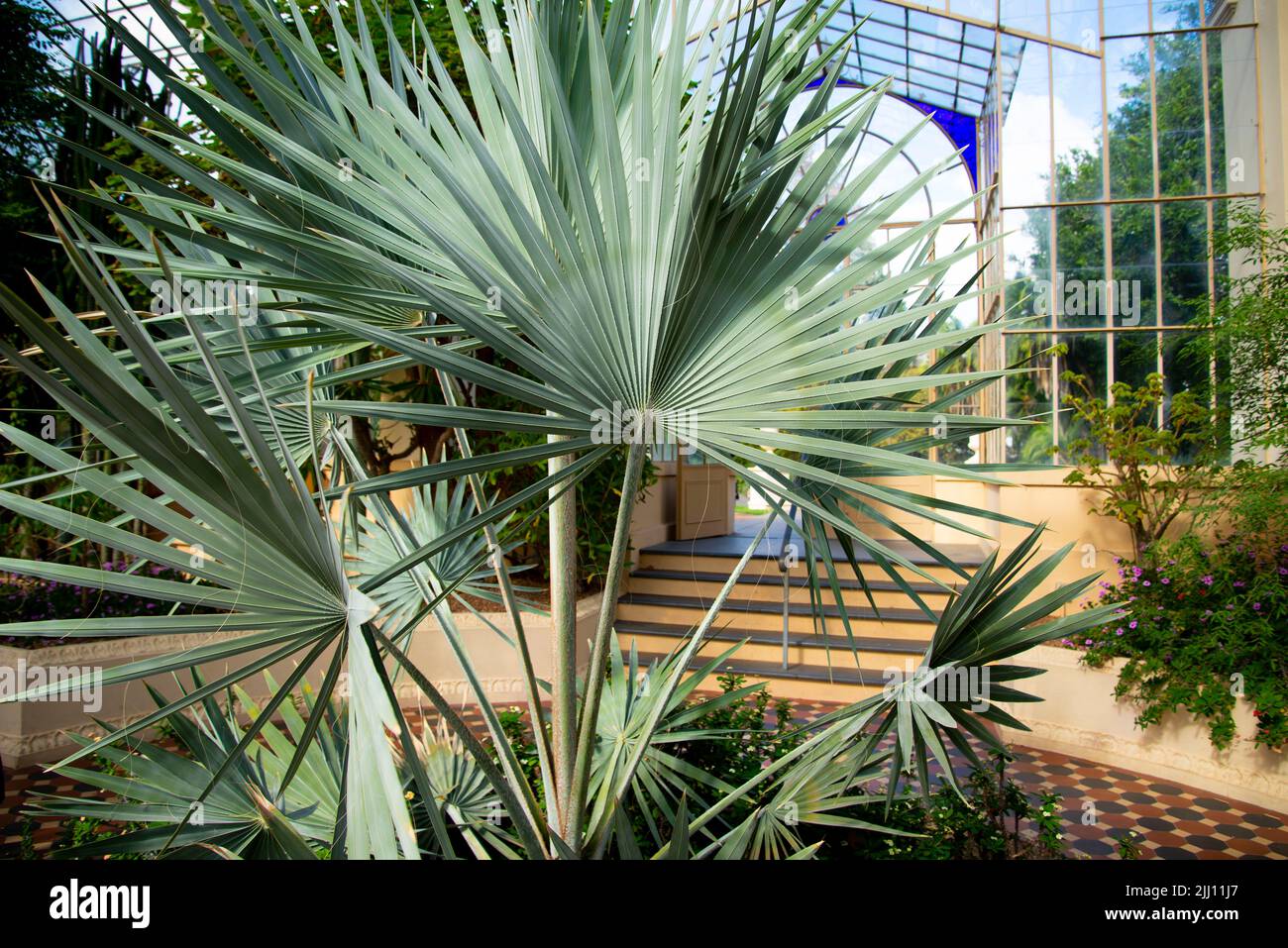 Bismarckia Nobilis Plant in a Greenhouse Stock Photo - Alamy