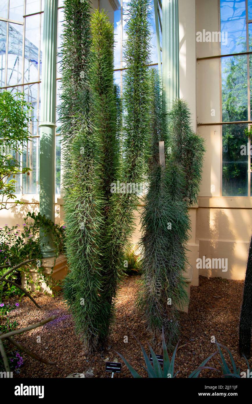 Didierea Madagascariensis Plant in a Greenhouse Stock Photo - Alamy