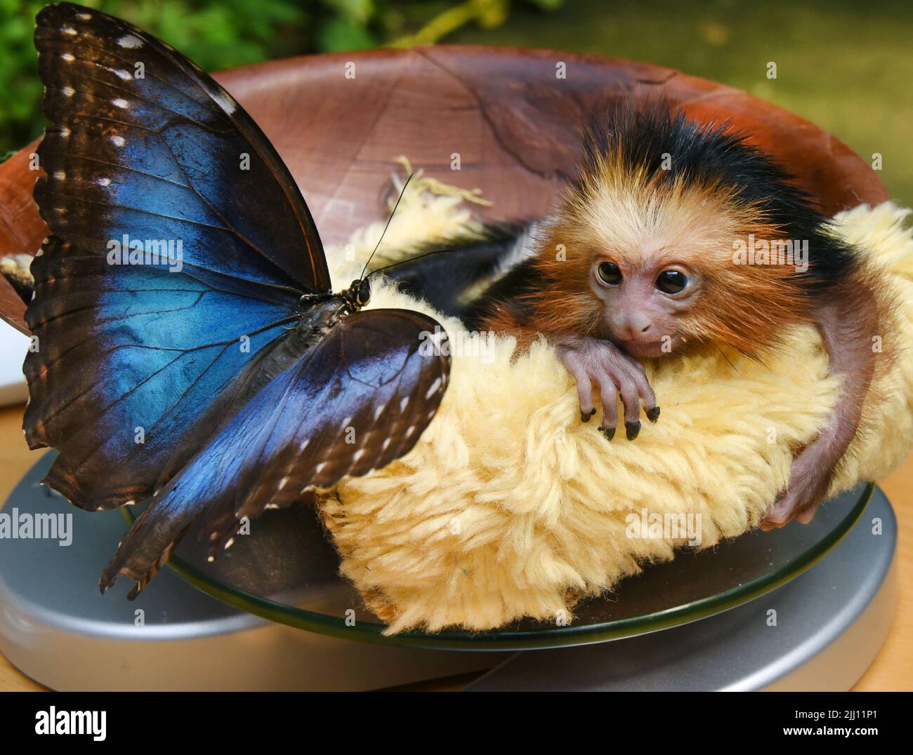 19 July 2022, Saxony-Anhalt, Wittenberg Lutherstadt: At Alaris ...