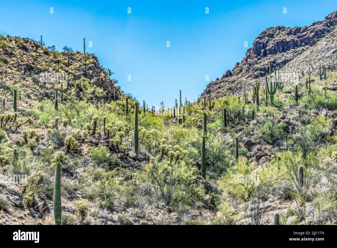 Saguaro Cactus Plants Mountains Saguaro National Park Sonoran Desert ...
