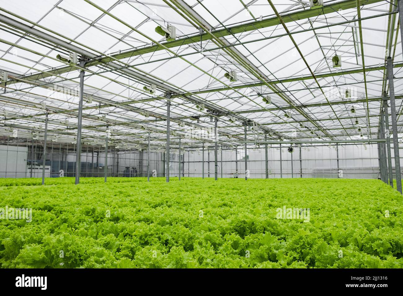Greenhouse plantation with lettuce greenery. Concept for industrial ...