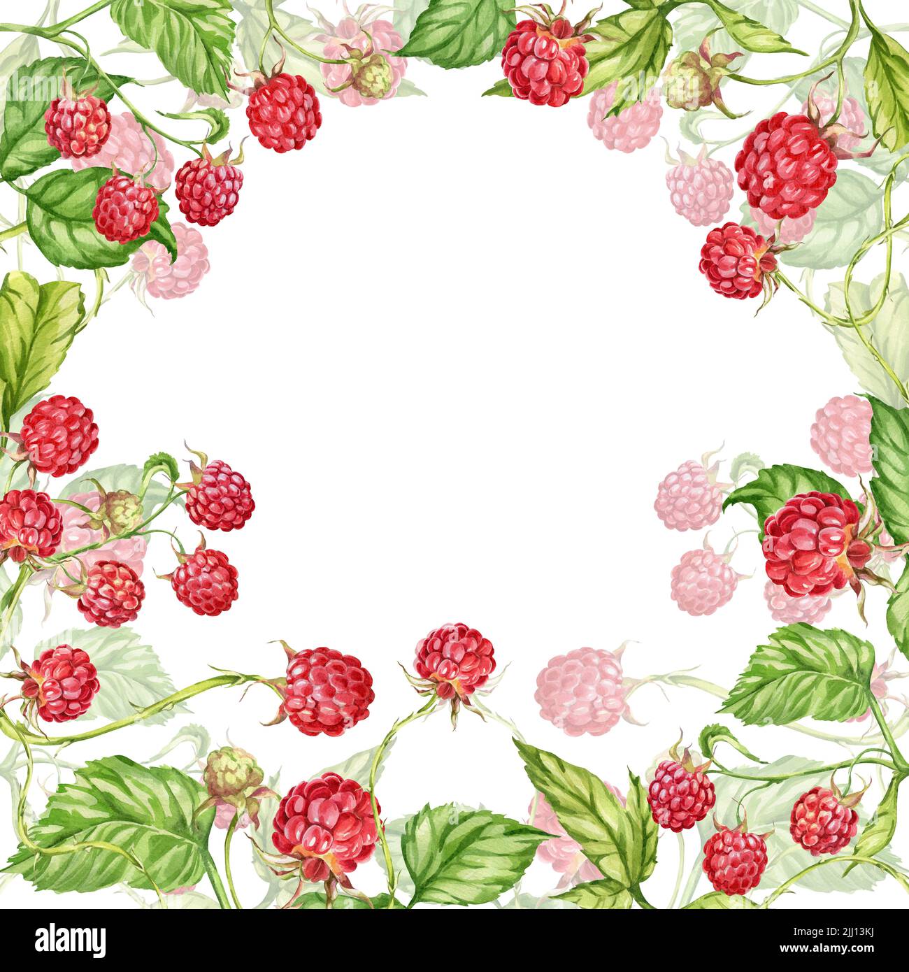 Raspberry. watercolor botanical illustration of raspberry berries and ...