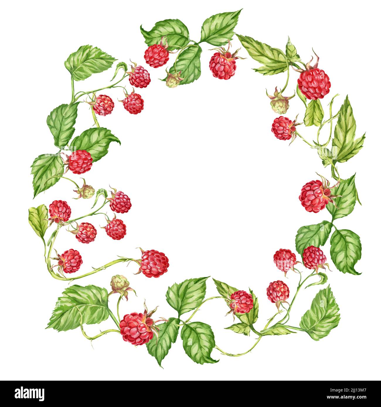 Raspberry. watercolor botanical illustration of raspberry berries and ...