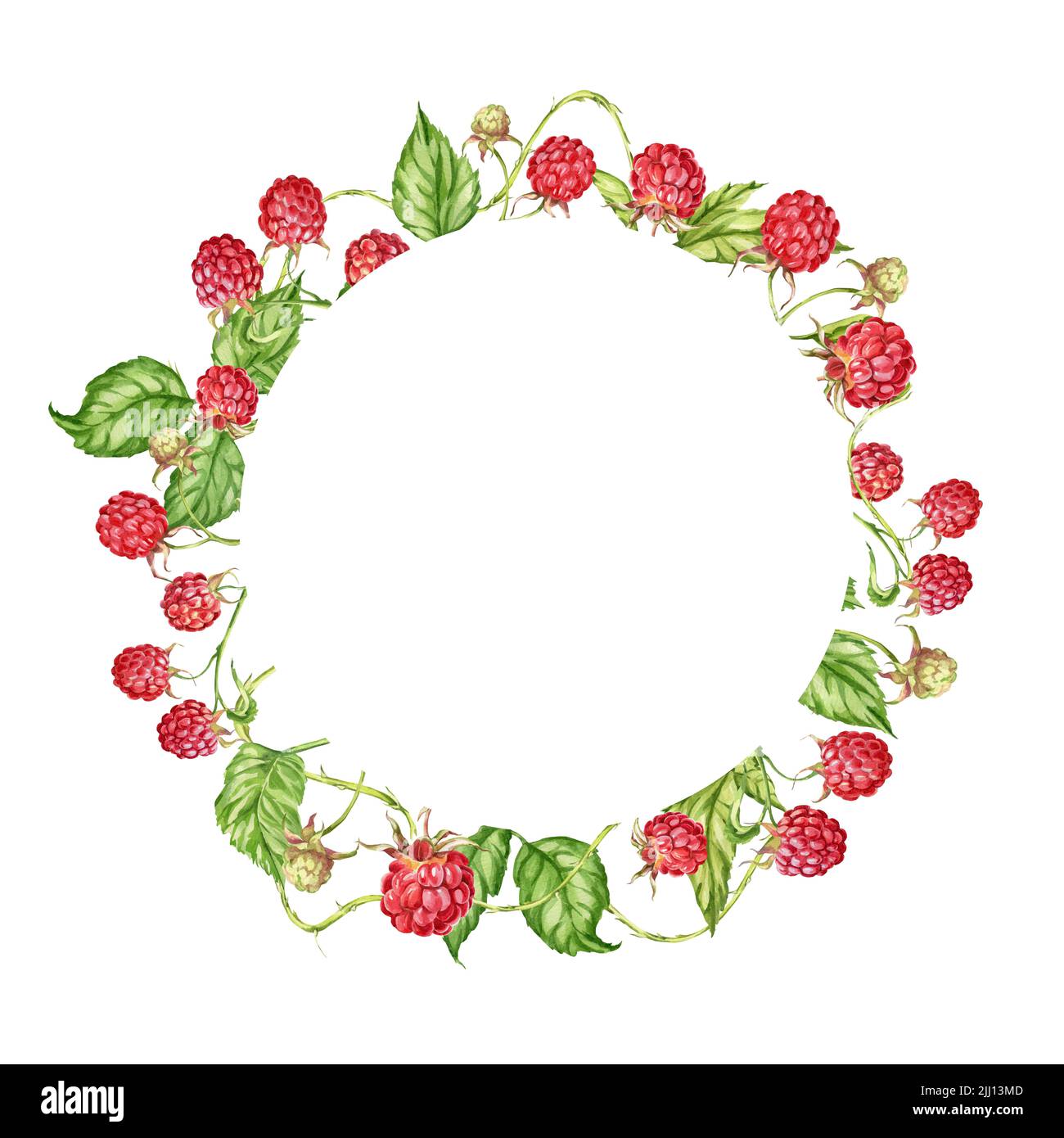 Raspberry. watercolor botanical illustration of raspberry berries and ...