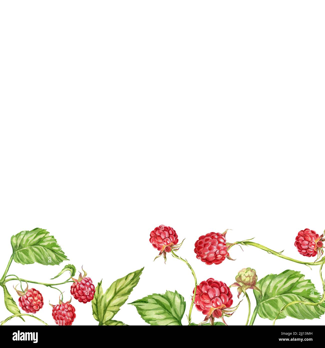 Raspberry. watercolor botanical illustration of raspberry berries and ...