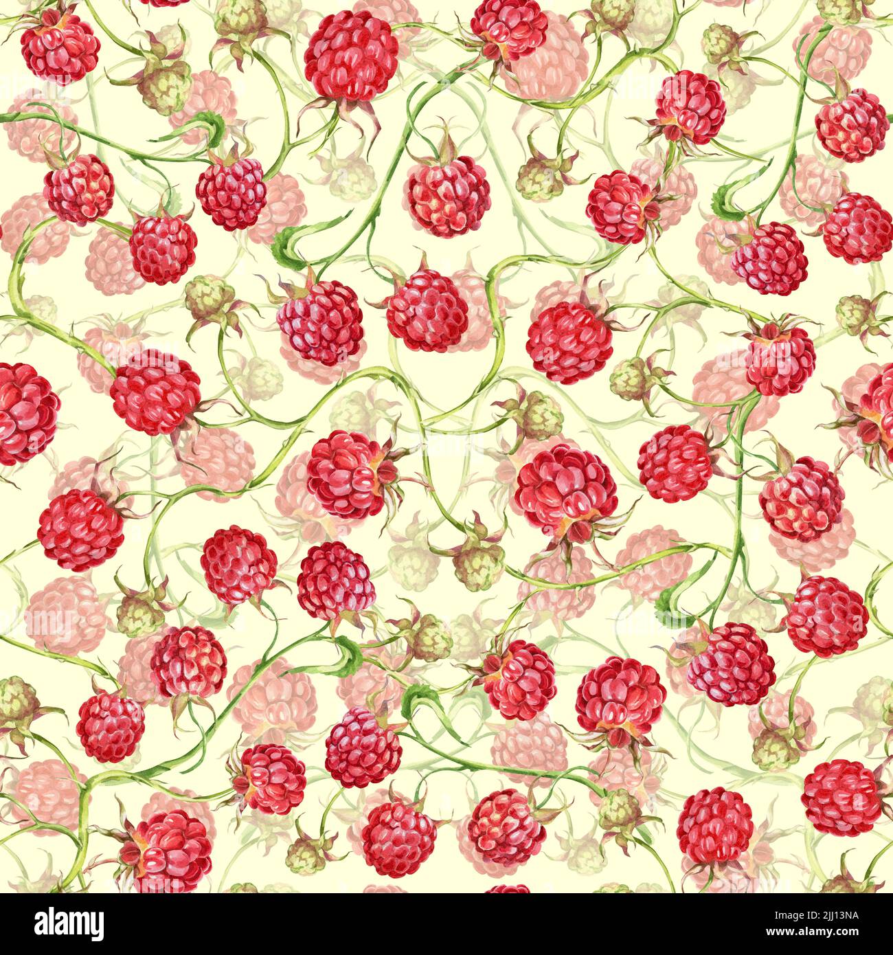 Raspberry. watercolor botanical illustration of raspberry berries and ...