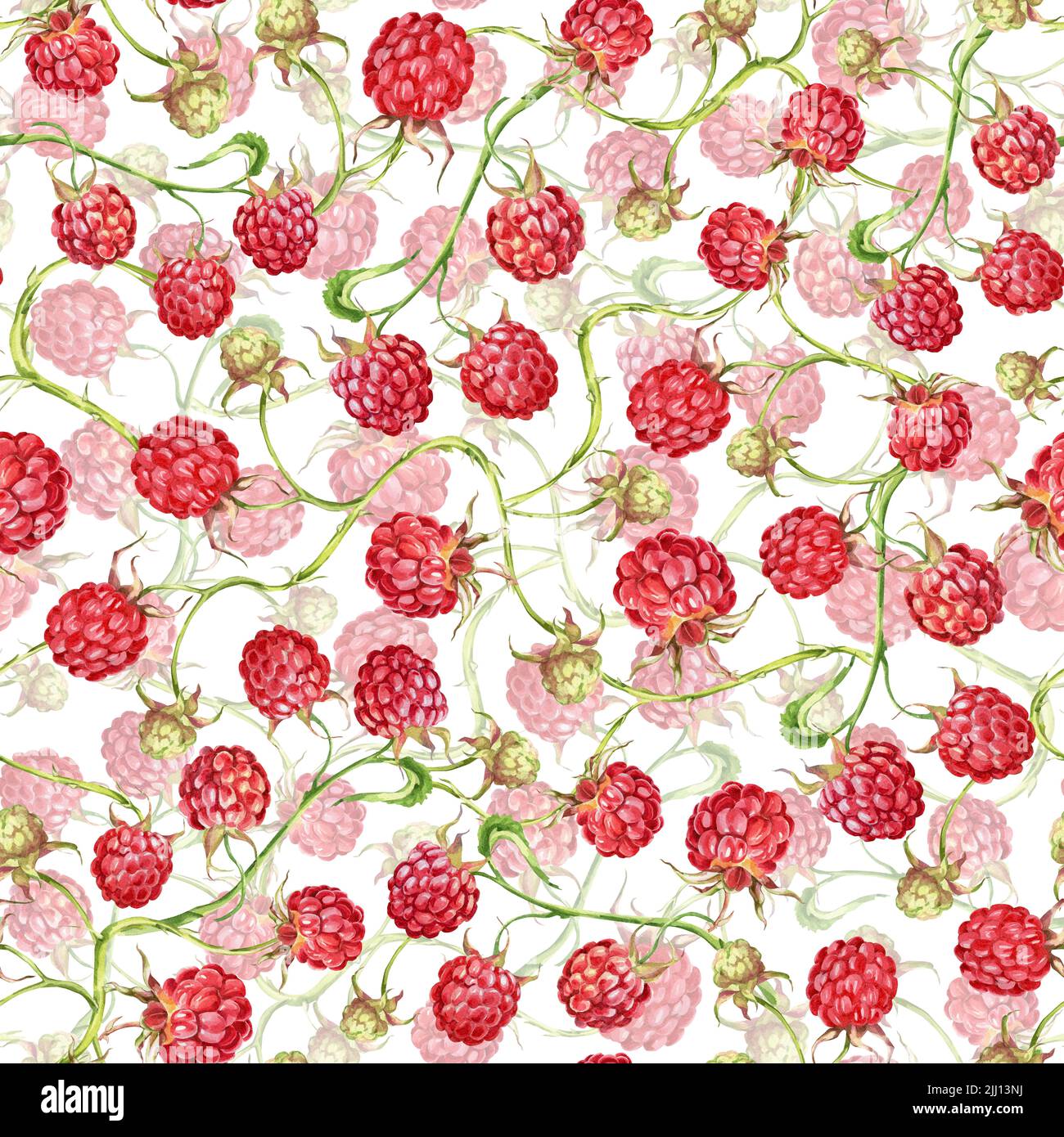 Botanical blackberry illustration hi-res stock photography and images ...