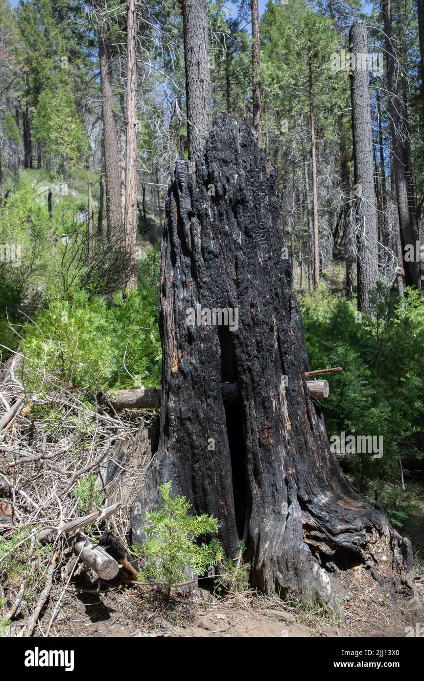 Fire burned tree stump hi-res stock photography and images - Alamy