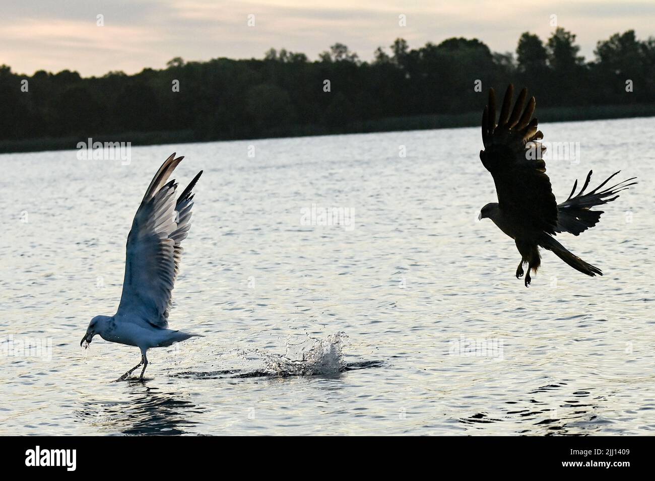 Havel grab hi-res stock photography and images - Alamy