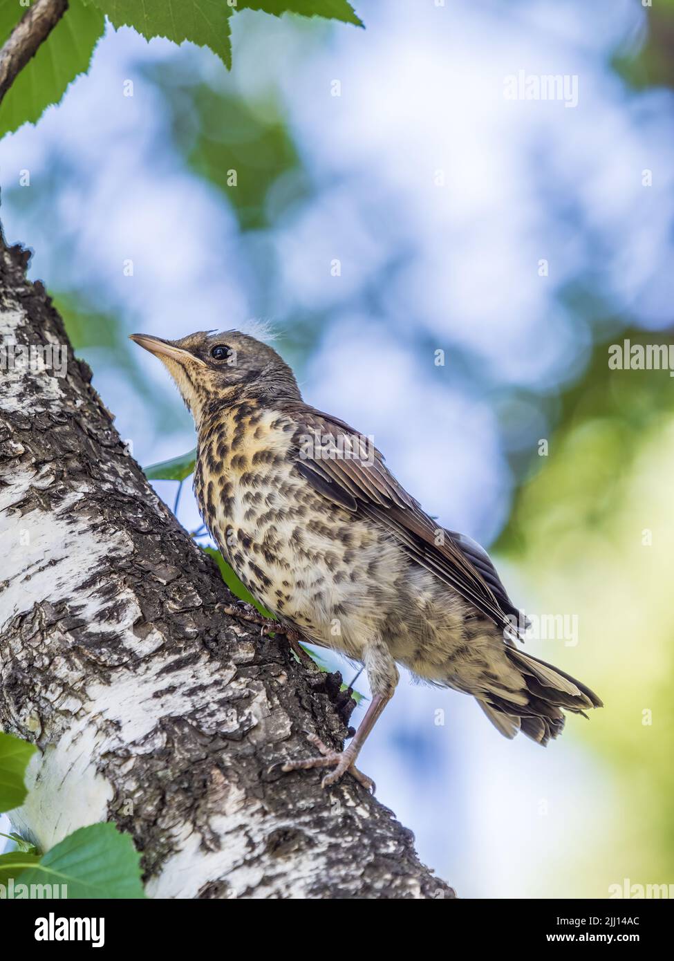 A fieldfare chick, Turdus pilaris, has left the nest and is sitting on ...