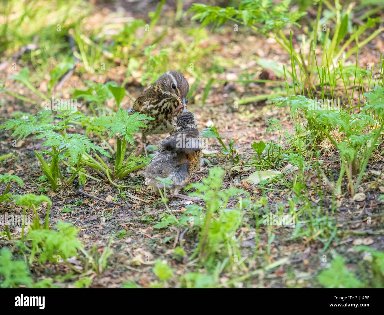 Wood bird Redwing, Turdus iliacus, feeds the chick with earthworms on ...