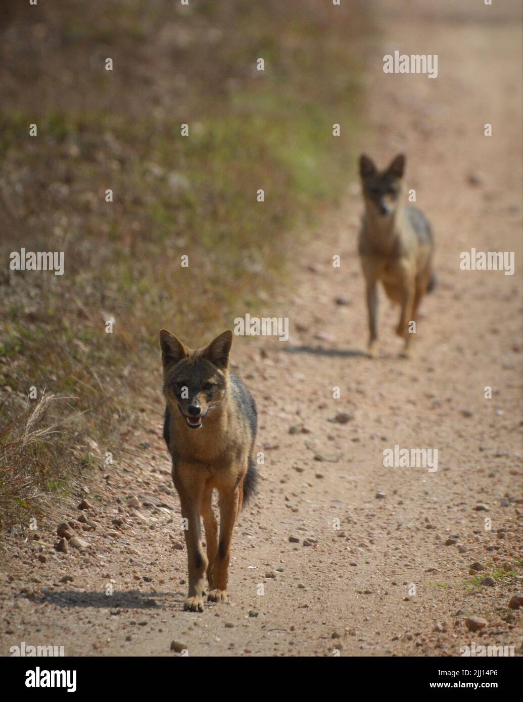Two German shepherd dogs in wilderness Stock Photo - Alamy