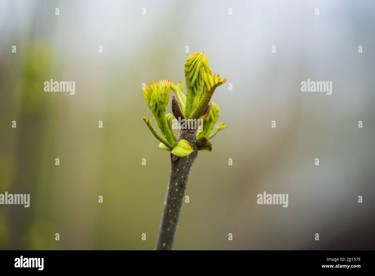 A selective focus of a tree bud Stock Photo - Alamy