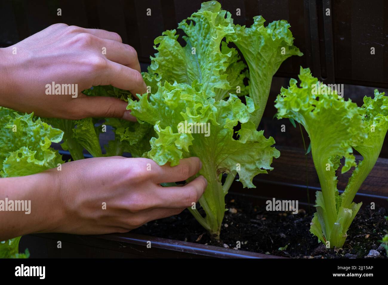 Hand picking lettuce, plant in vegetable garden, close up Stock Photo ...