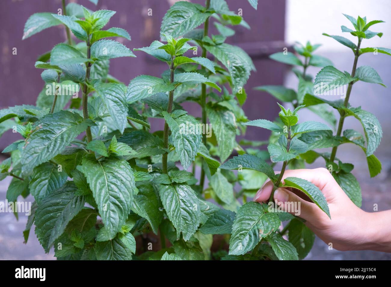Farmer herbal garden hi-res stock photography and images - Alamy