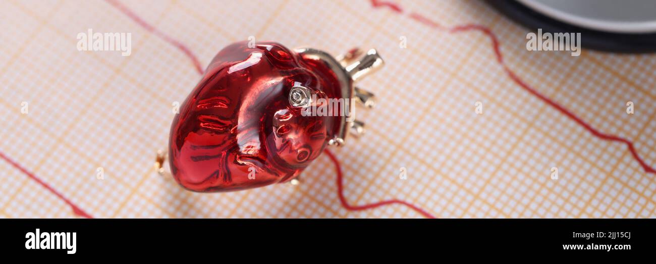 Cardiovascular system model hi-res stock photography and images - Alamy
