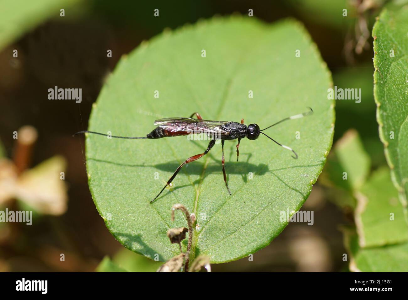 Close up female parasitic wasp Xorides on a leaf. Subfamily Xoridinae ...