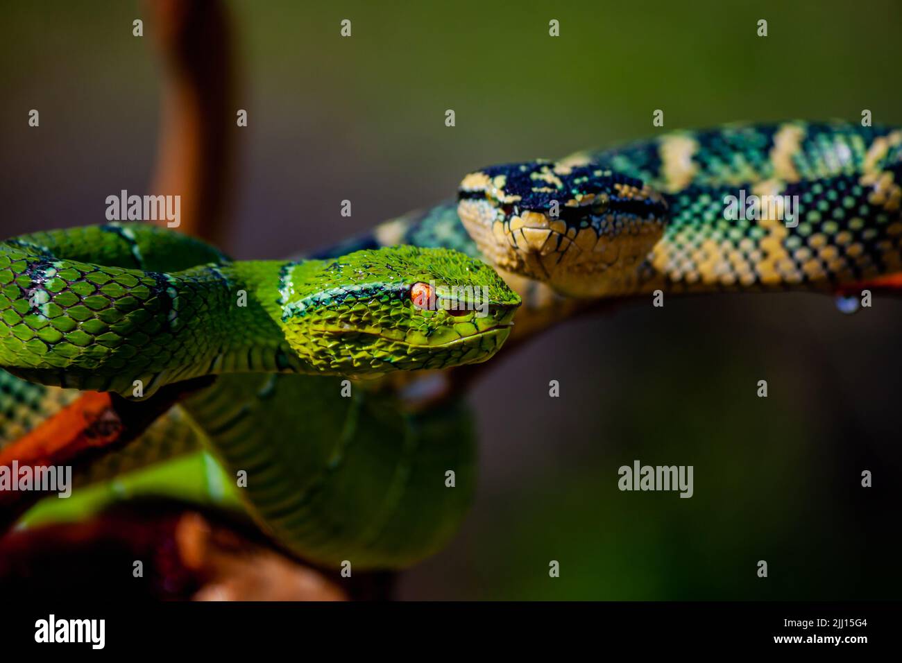 green viper on tree branch Stock Photo - Alamy
