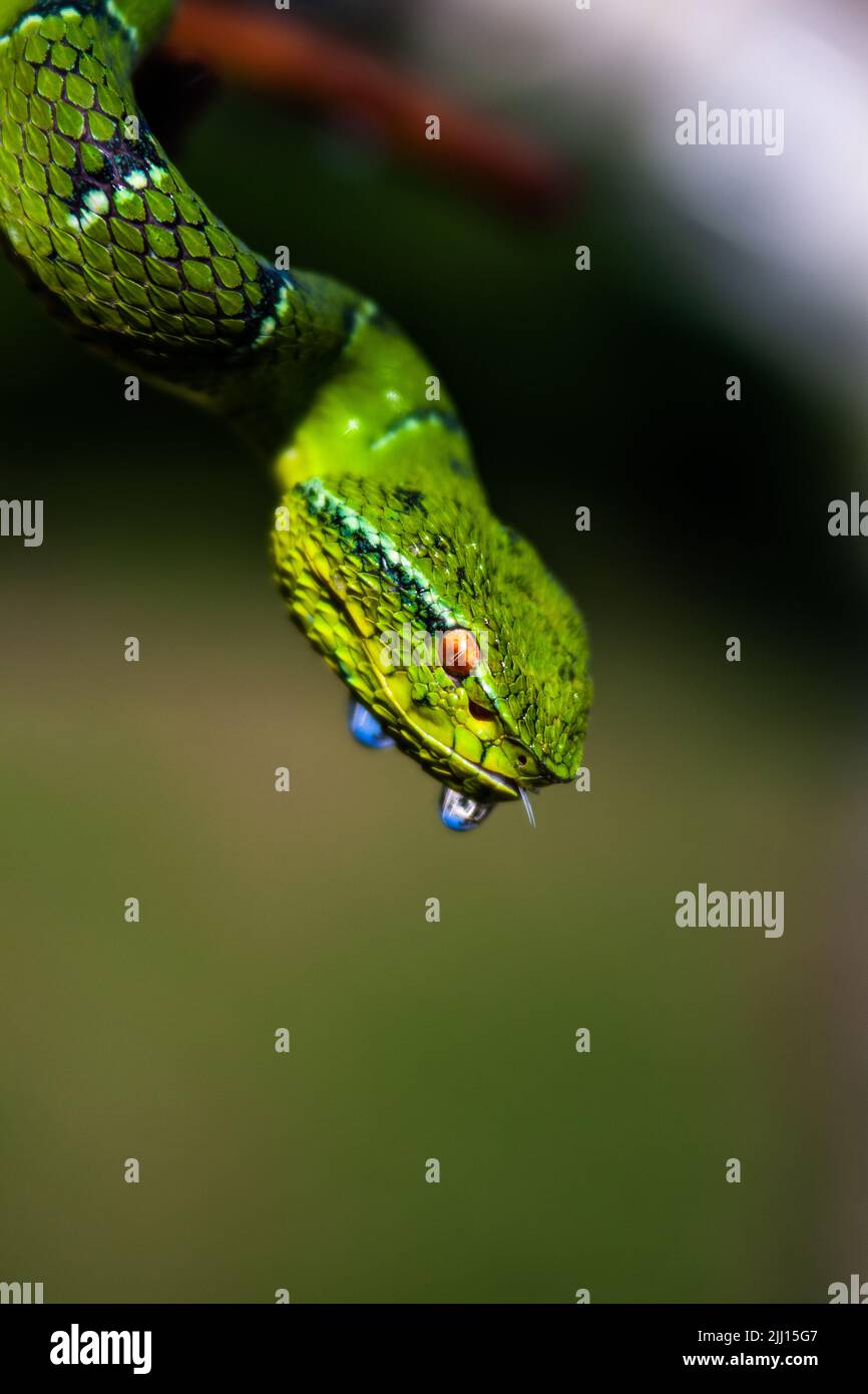 green viper on tree branch Stock Photo - Alamy