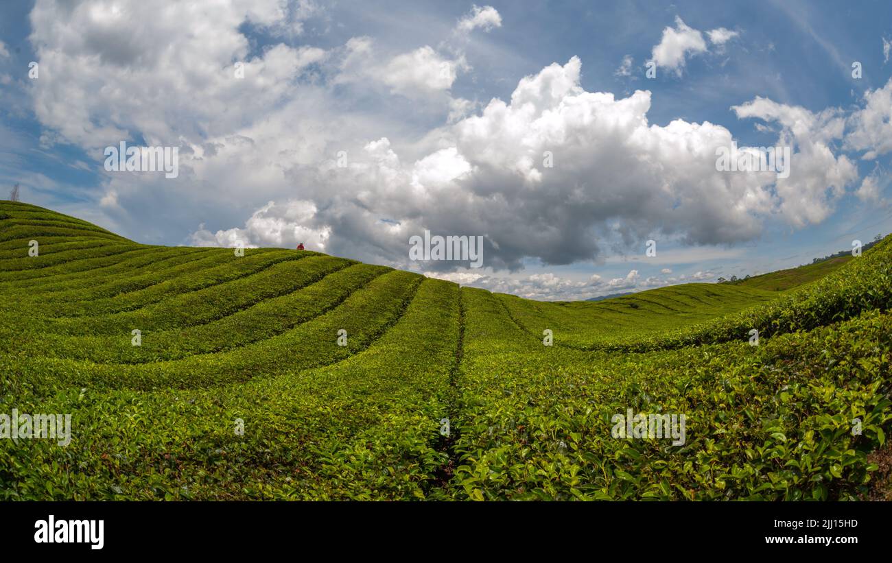 Scenic tea landscapes hi-res stock photography and images - Alamy